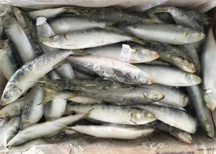 Sardines entières surgelées du poids net de Lemuru 100% de sardinelle 90g